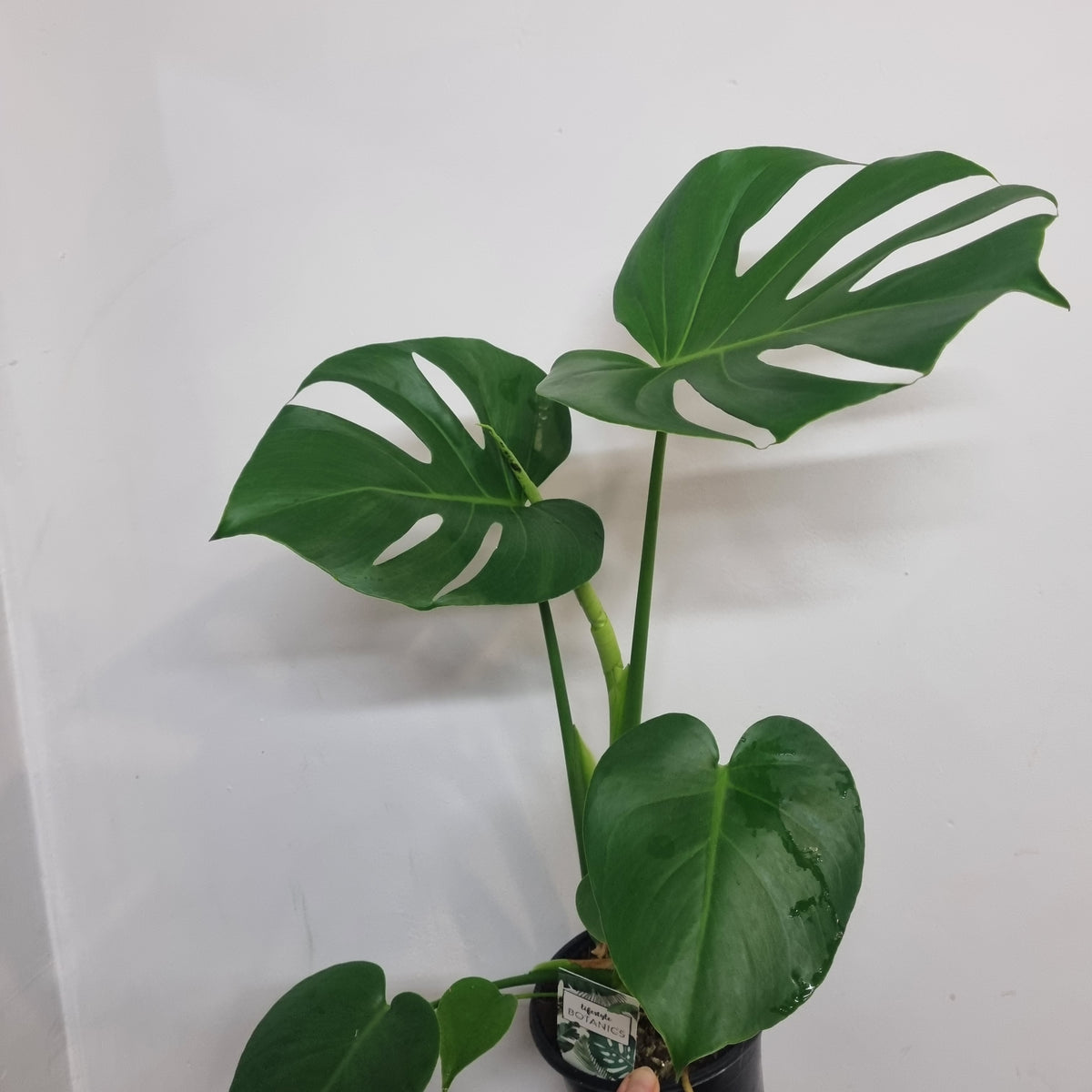 Monstera Deliciosa – Wildrose Florist